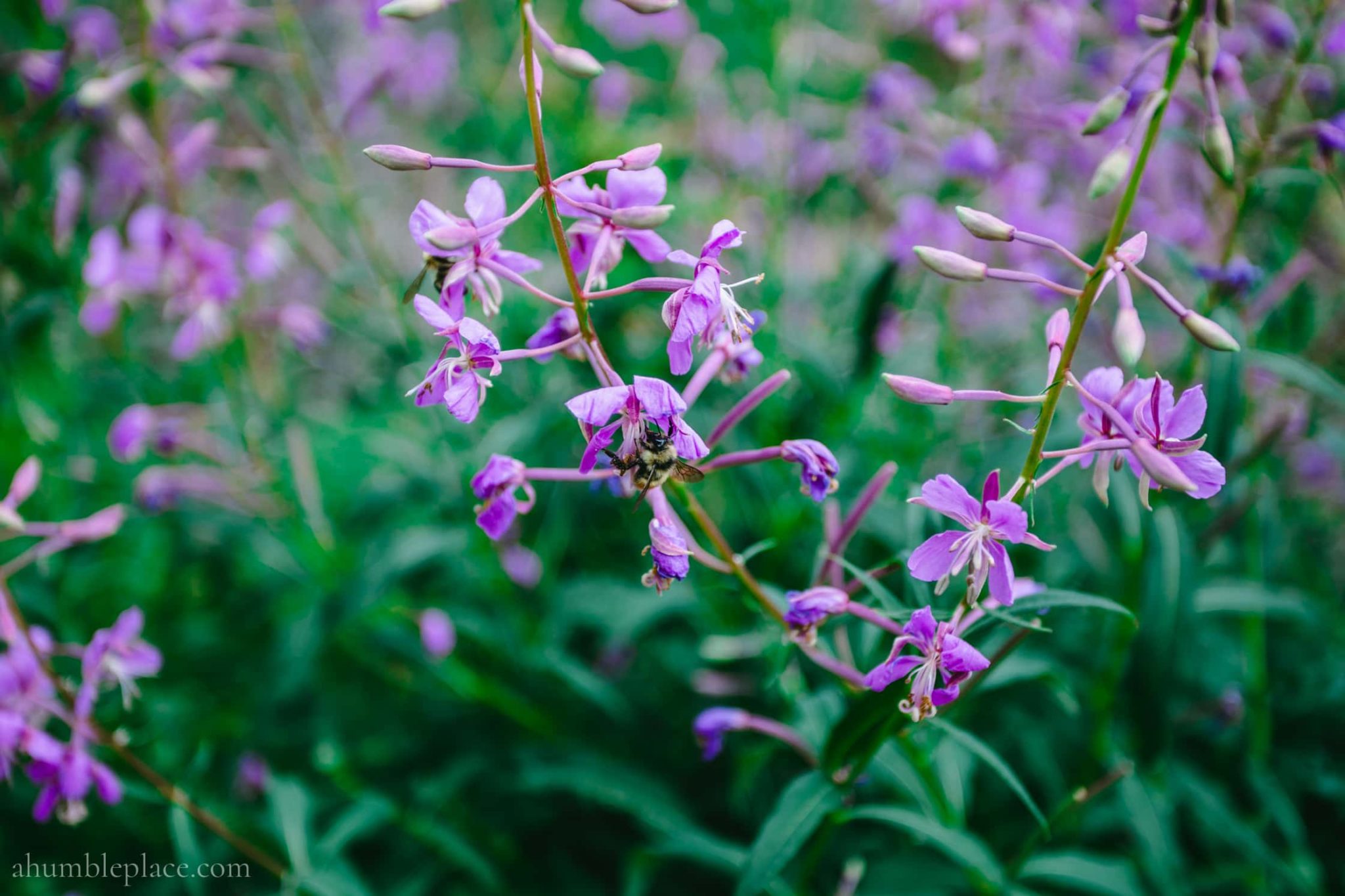 About · a humble place