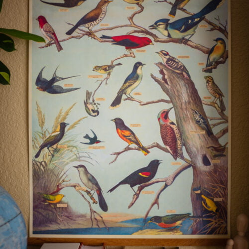 Charlotte Mason Nature Study Resources · a humble place