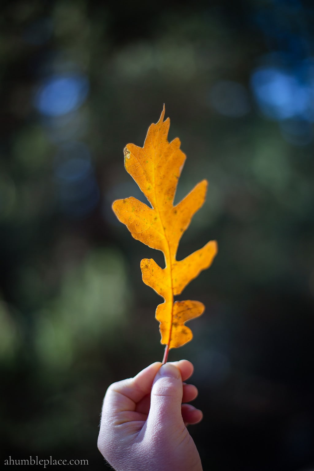 10 Things to See in the Fall in the Natural World (free printable!) · a ...