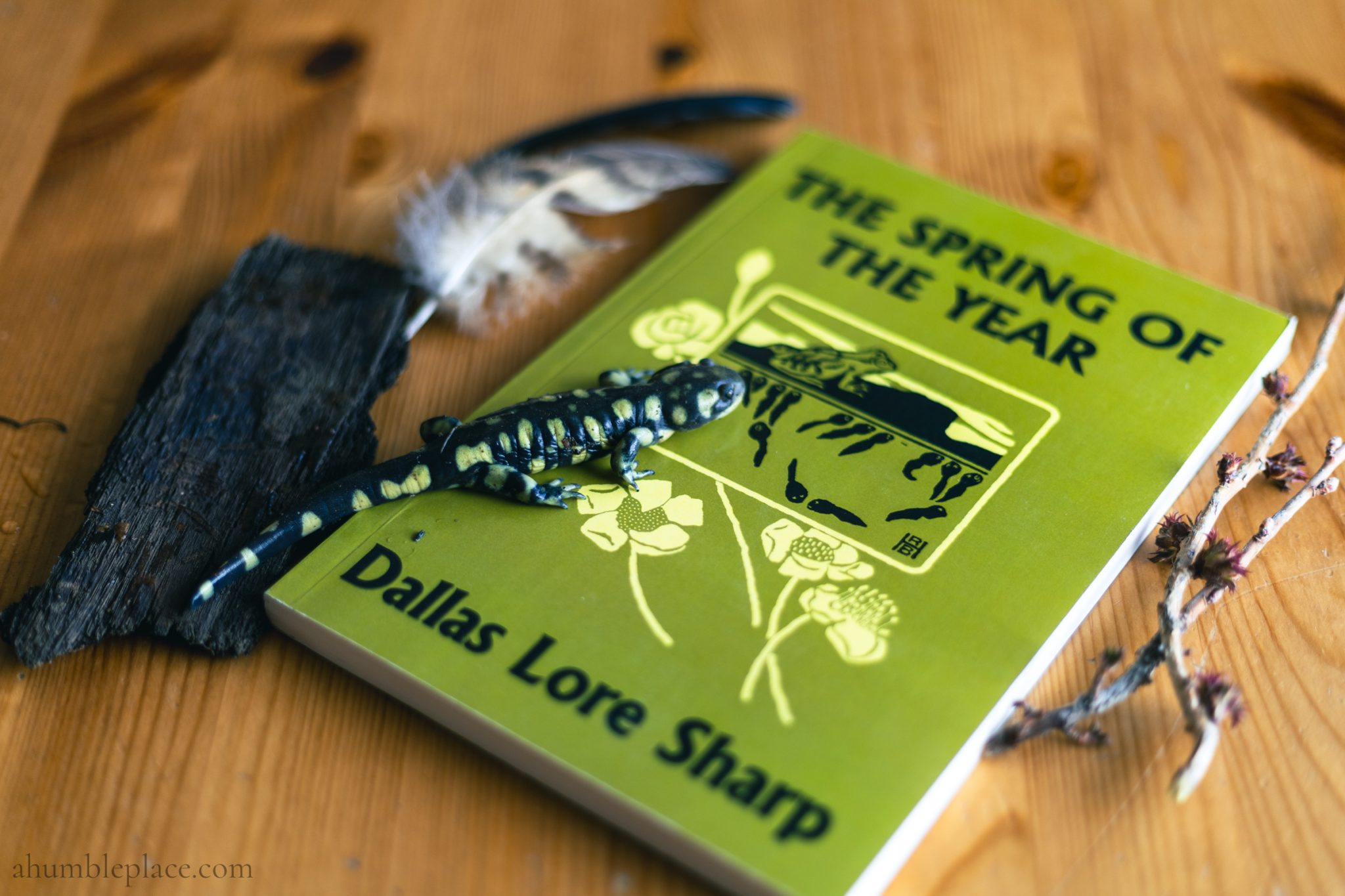 12 Things to Do for Homeschool Spring Nature Study · a humble place