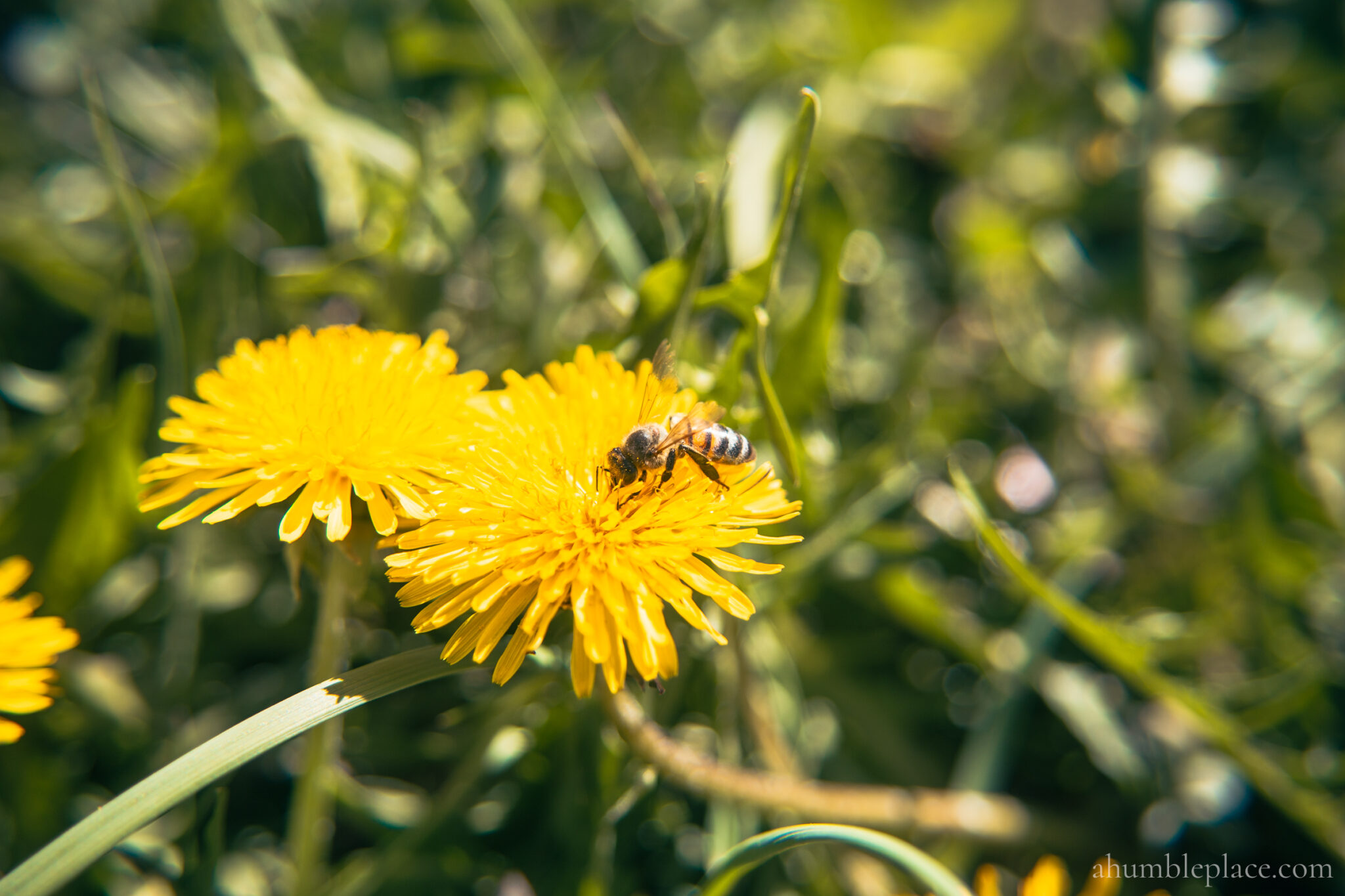 10 Things to Listen For this Spring for Homeschool Nature Study (+a ...